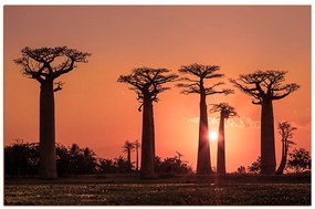 Obraz na plátně - Baobaby... 105FA (75x50 cm)
