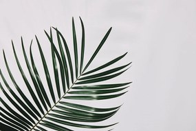 Samolepící fototapeta nádherný palmový list - 300x200 cm