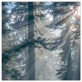 Obraz stromů s průsvitajícím sluncem (30x30 cm)