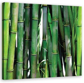 Obraz na plátně, Zelený bambus - 50x50 cm