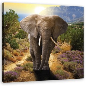 Obraz na plátně, Slon při západu slunce - 50x50 cm