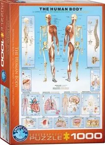 EUROGRAPHICS Puzzle Lidské tělo / 1000 dílků / 48,9 × 67,6 cm