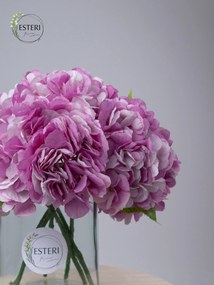 Hortenzia fialovo-biely kvet