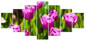Obraz tulipánů na louce (210x100 cm)