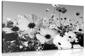 Obraz louka jarních květin v černobílém provedení