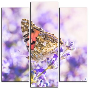 Obraz na plátně - Motýl na levandule - čtverec 3221C (75x75 cm)