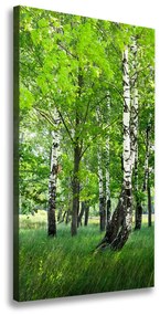 Wallmuralia Vertikální Foto obraz canvas Břízový les 50x100