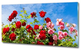 Wallmuralia Foto-obrah sklo tvrzené Divoké růže 100x50