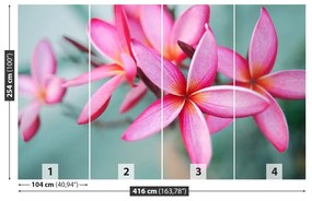 Fototapeta Pink Plumeria 104x70