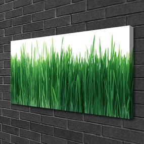 Obraz na plátně Tráva Příroda Rostlina 125x50 cm