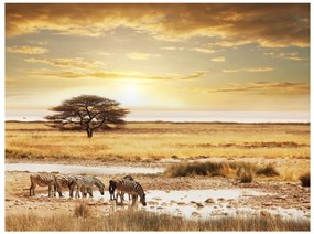 Fototapeta Východ slunce v Africe - zebry na savaně u vodního místa s stromem