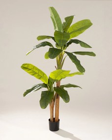Banana Tree in Pot 210 cm