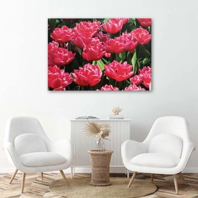 Obraz na plátně Růžové tulipány Květiny - 100x70 cm