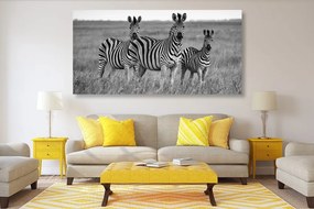 Obraz tři zebry v savaně v černobílém provedení Varianta: 100x50