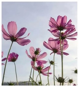DIMEX | Vliesová fototapeta na zeď Květiny MS-3-0145 | 225 x 250 cm | růžová, modrá, zelená