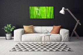 Obraz na plátně Tráva Rostlina Příroda 100x50 cm