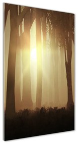 Wallmuralia Vertikální Foto obraz sklo tvrzené Mlha v lese 50x100