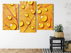 Vícedílný obraz Kapky Vody Na Podzimní Listí Makro Nedostatek Nedostatek Plátno Canvas 60x40