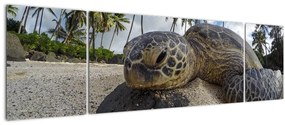 Obraz želvy (170x50 cm)