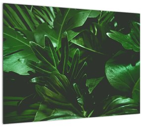 Skleněný obraz - Palmové listy (70x50 cm)