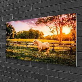 Obraz na skle Kůň Louka Zvířata 100x50 cm