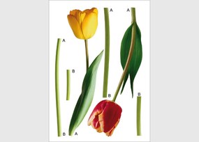 Samolepka na zeď Tulipány | 65 x 85 cm | DF0401