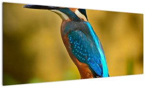 Obraz - barevný pták (100x40cm)