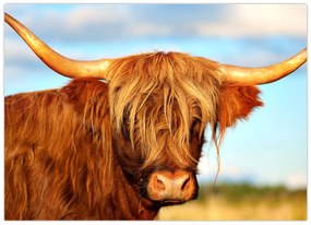 Obraz - Skotská kráva (70x50 cm)