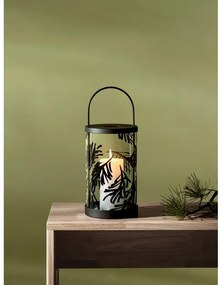 Lucerna Conifer