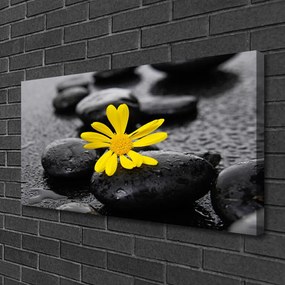 Obraz na plátně Květ Kameny Rostlina Lázně 140x70 cm