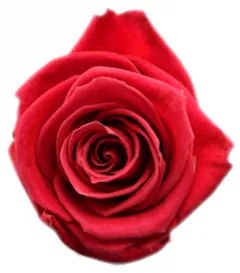 Hlavy růží - princess 16 ks Red - červená