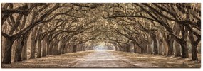Obraz na plátně - Historické dubové stromy lemované polní cestou - panoráma 5239FA (105x35 cm)