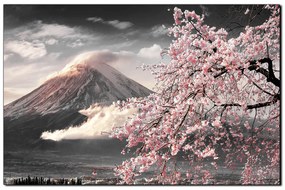 Obraz na plátně - Hora Fuji a třešňové květiny na jaře 1266QA (75x50 cm)