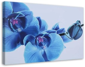 Obraz na plátně Orchidej Květy Modrá - 120x80 cm