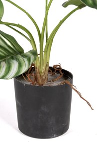 Dekorativní umělá Calathea Hawaj - 30 cm