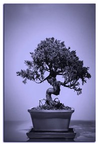 Obraz na plátně - Bonsai - obdélník 7244VA (90x60 cm  )