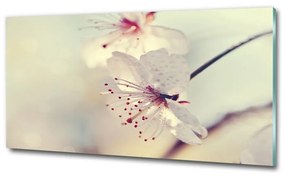 Wallmuralia Foto obraz sklo tvrzené Květ višně 100x50