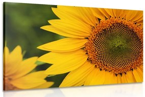Obraz žlutá slunečnice - 90x60 cm