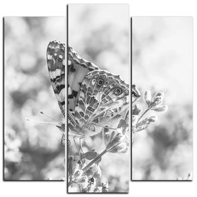 Obraz na plátně - Motýl na levandule - čtverec 3221QC (105x105 cm)
