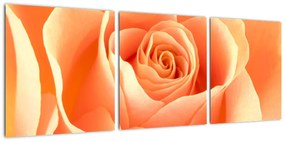 Obraz oranžové růže