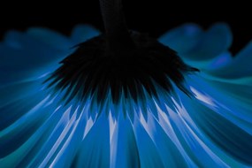Obraz modrá gerbera na tmavém pozadí - 60x40 cm
