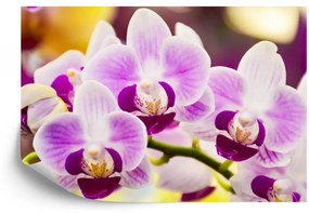 Fototapeta Tropická Orchideje Omyvatelný vlies 104x70.5