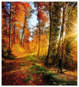 DIMEX | Vliesová fototapeta na zeď Procházka lesem MS-3-0065 | 225 x 250 cm | oranžová, zelená