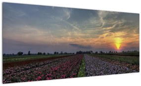Obraz pole s květinami (100x40cm)