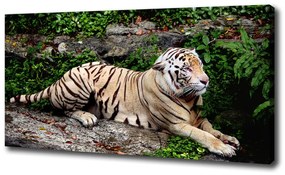 Wallmuralia Foto obraz na plátně Tygr na skále 100x50