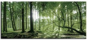 Obraz lesní úsvit III Velikost (šířka x výška): 100x45 cm