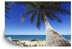 Fototapeta Plážové Oceánské Palmy Omyvatelný vlies 315x210