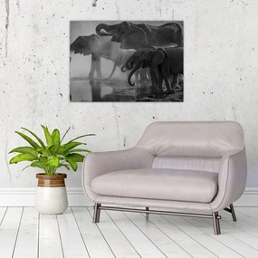 Skleněný obraz slonů - černobílý (70x50 cm)