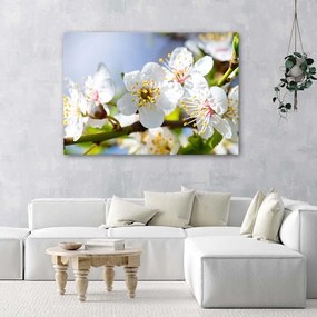 Obraz na plátně Jabloň Květina Příroda - 100x70 cm