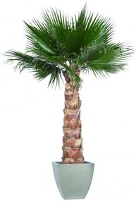 Washingtonia palm tree kit 240 cm